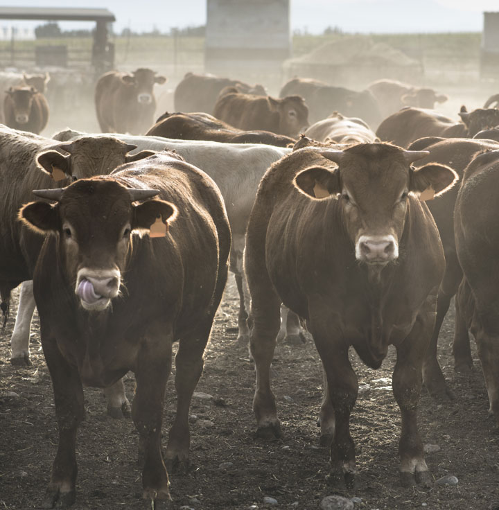 Nevada Cattlemen's Association